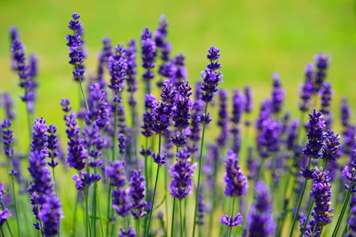Lavanda: la famosa planta de cualidades comésticas y curativas - Miami ...